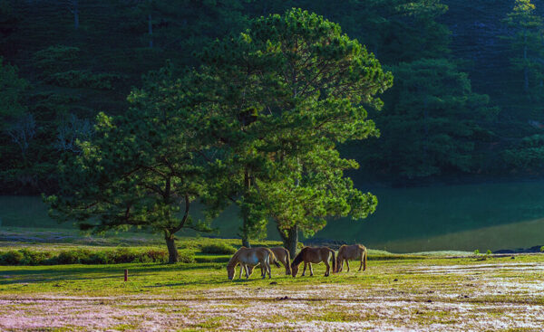 Explore Dat Lat - Your Ultimate Travel Guide - Viet Dream Travel