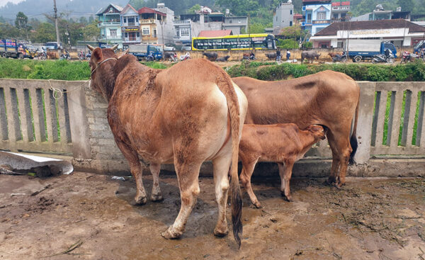Bac Ha buffalo market - Unique features of people in highlands